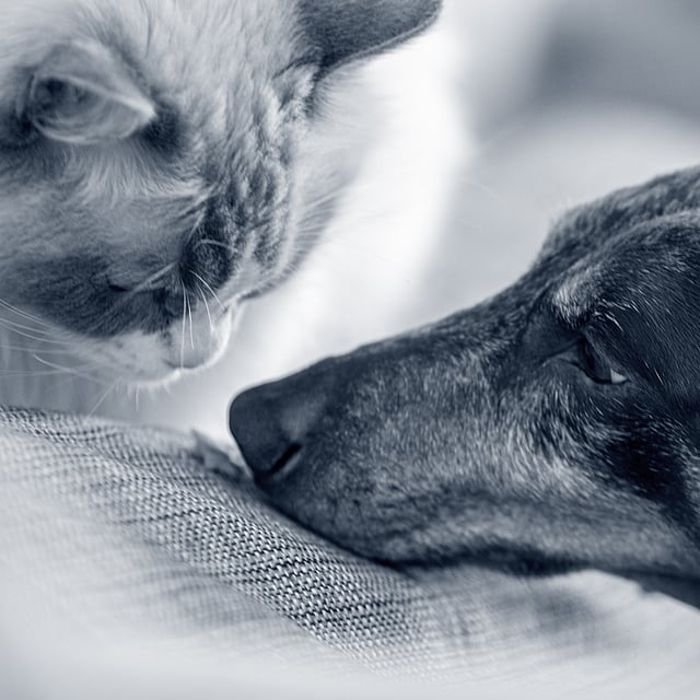 Veterinær og dyresykehus i Oslo | AniCura Dyresykehus Oslo